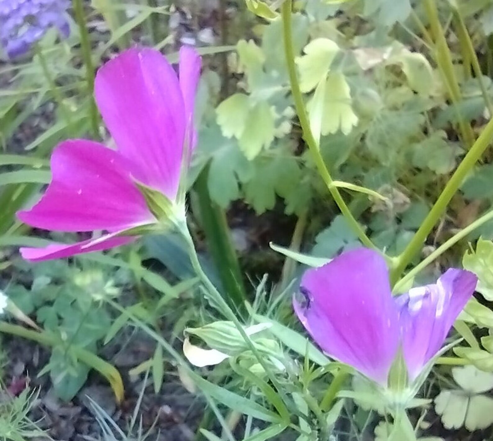 100+ Wine Cup Flowers, Poppy Mallow. Callirhoe Leiocarpa, Flower Seeds ...