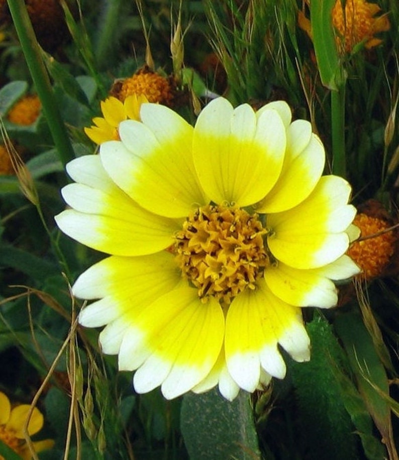 Tidy Tips, Layia Platyglossa, Coastal Tidytips Flower 100+ Seeds - Etsy