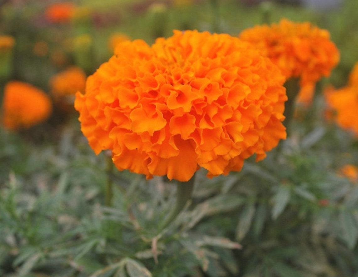 Orange 'hawaii' Mexican Marigold 100+ (african, Tall), Tagetes Erecta ...