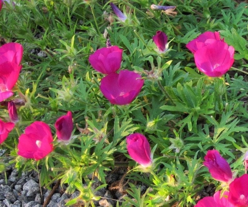 100+ Wine Cup Flowers, Poppy Mallow. Callirhoe Leiocarpa, Flower Seeds ...