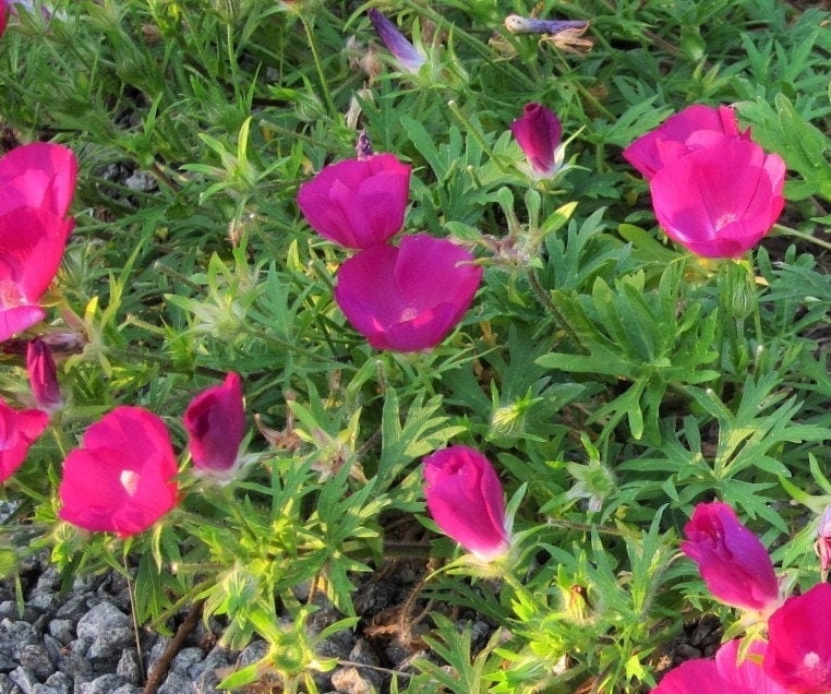 100+ Wine Cup Flowers, Poppy Mallow. Callirhoe Leiocarpa, Flower Seeds ...