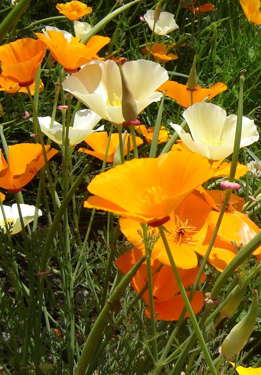 California Poppy Mix Eschscholzia Californica 100 Seeds - Etsy