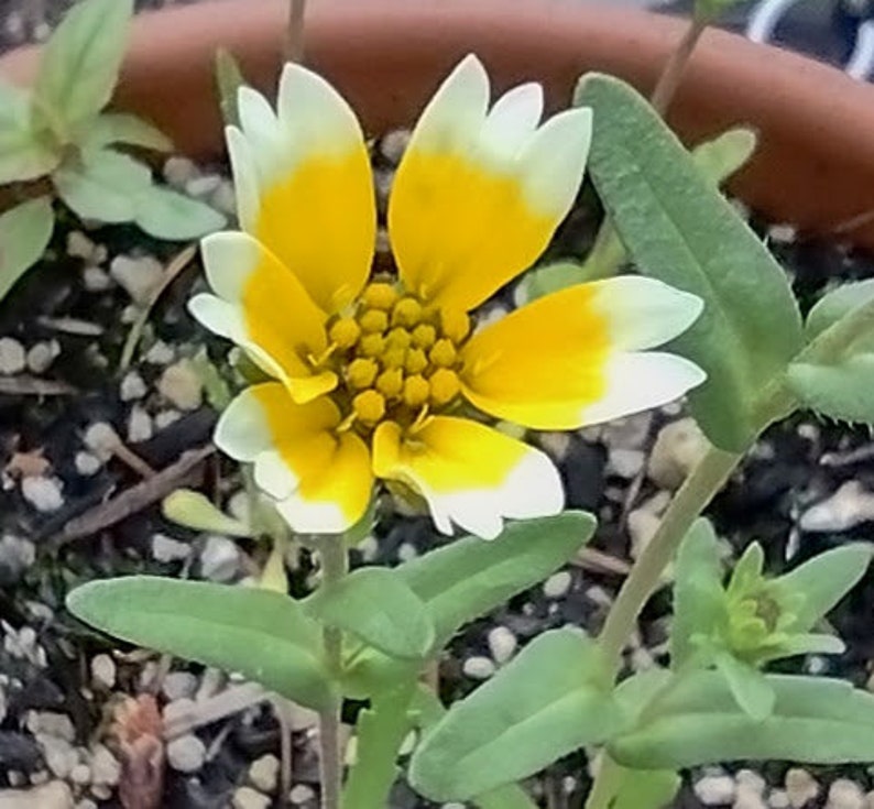 Tidy Tips, Layia Platyglossa, Coastal Tidytips Flower 100+ Seeds - Etsy