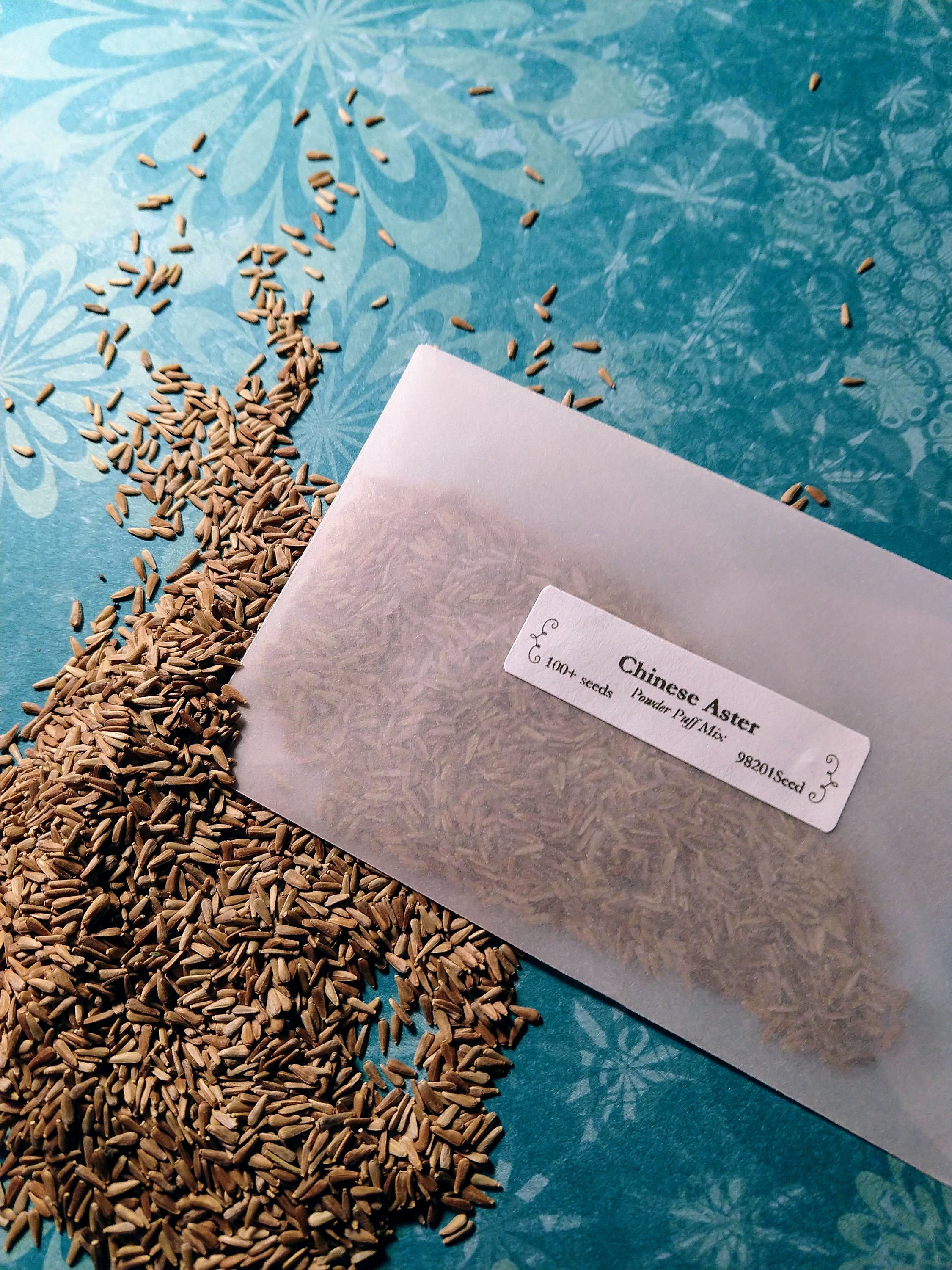 Powder Puff Mix China/Chinese Aster, Callistephus chinesis, Flower ...