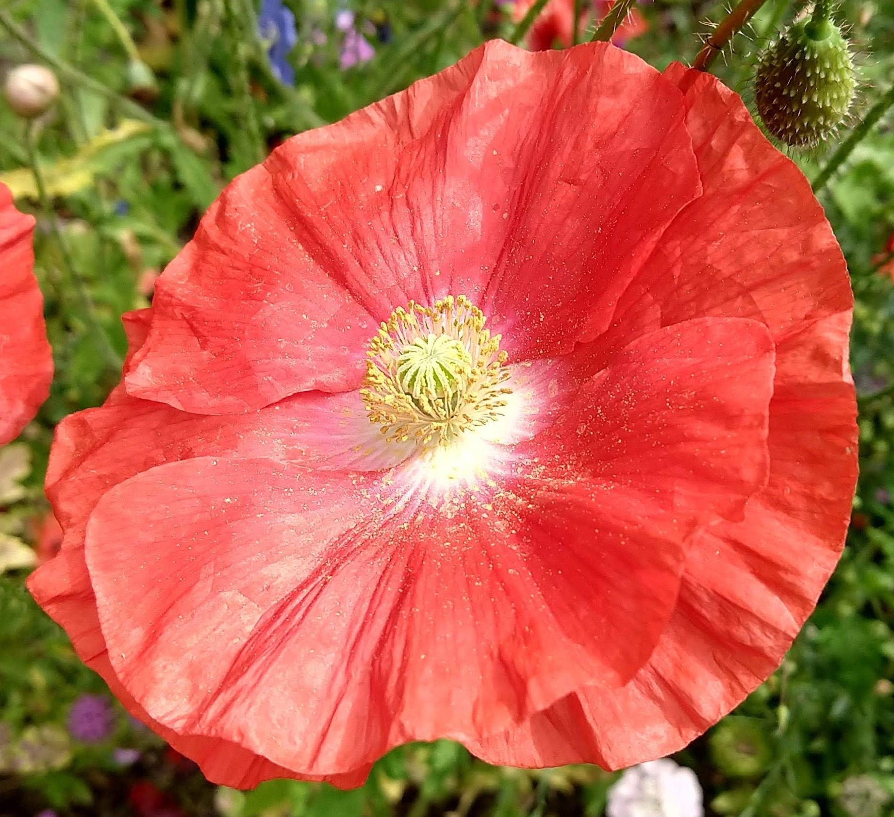 Shirley Poppy Single Mix, Corn Poppy, Papaver Rhoeas 500 Flower Seeds ...