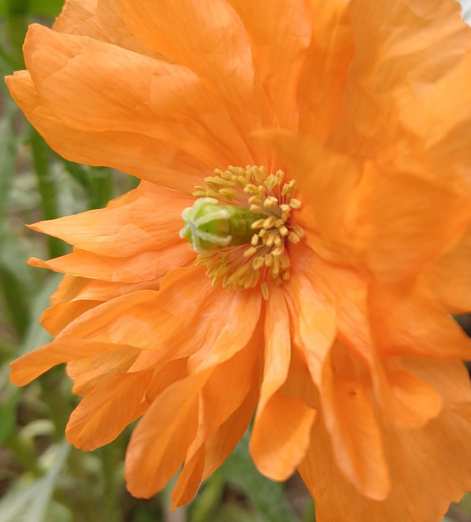 Spanish Poppy, Moroccan, Papaver Rupifragum 100+ Flower Seeds - Etsy