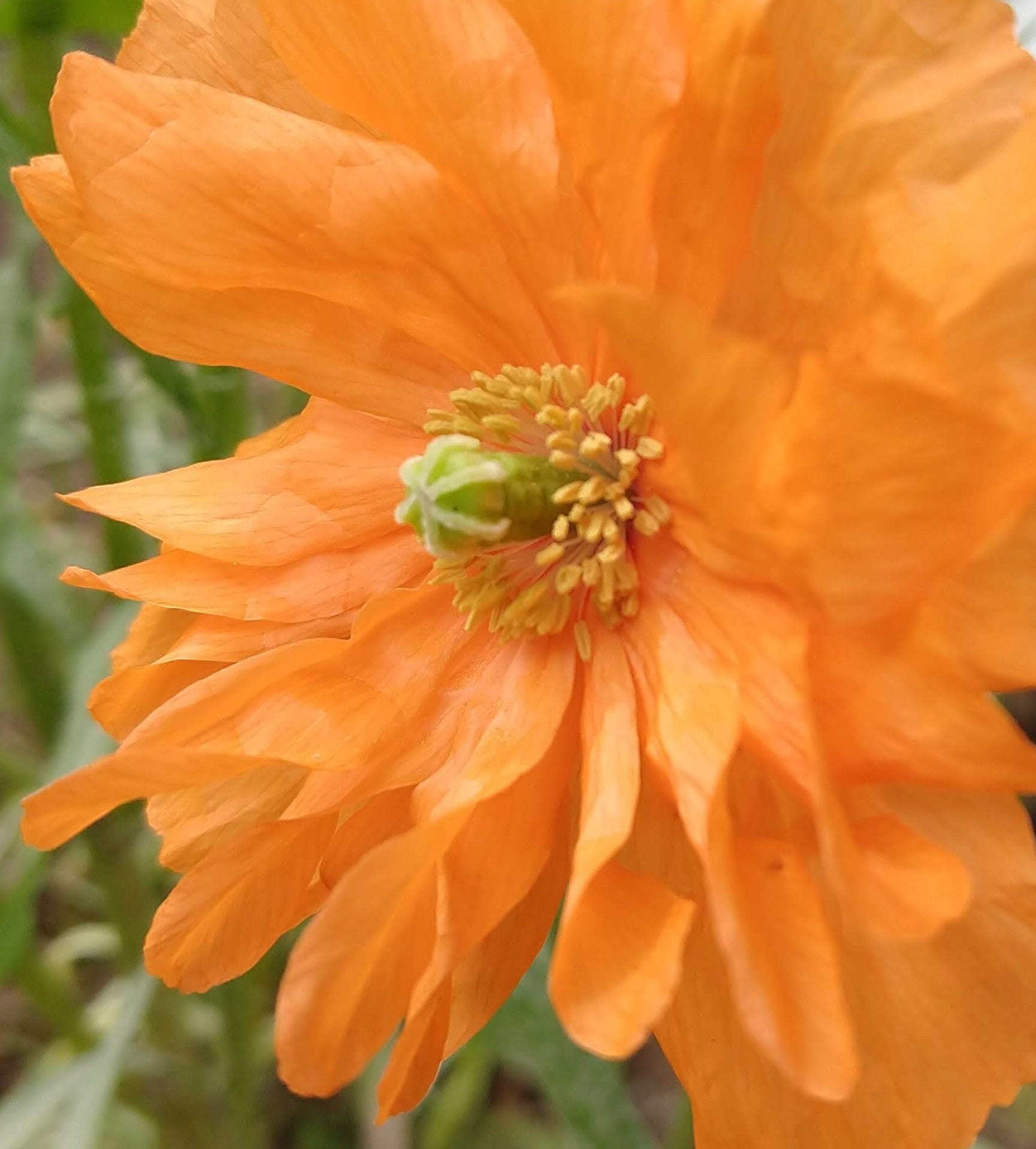 Spanish Poppy, Moroccan, Papaver Rupifragum 100+ Flower Seeds - Etsy