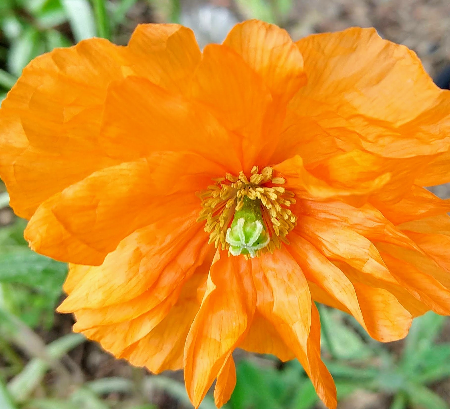 Spanish Poppy, Moroccan, Papaver Rupifragum 100+ Flower Seeds - Etsy