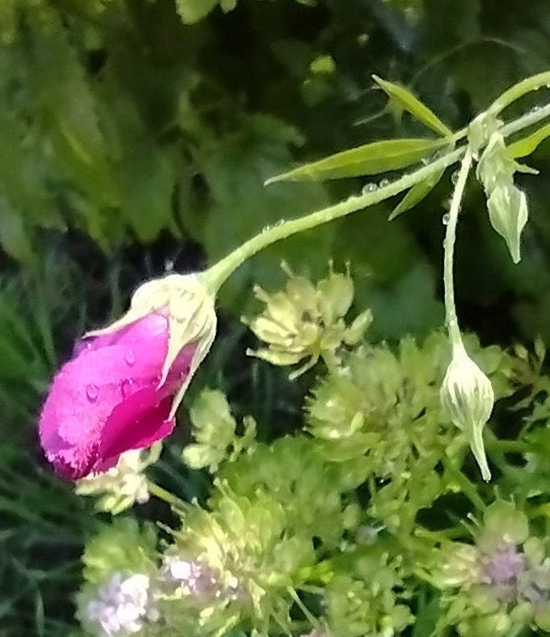 100+ Wine Cup Flowers, Poppy Mallow. Callirhoe Leiocarpa, Flower Seeds ...