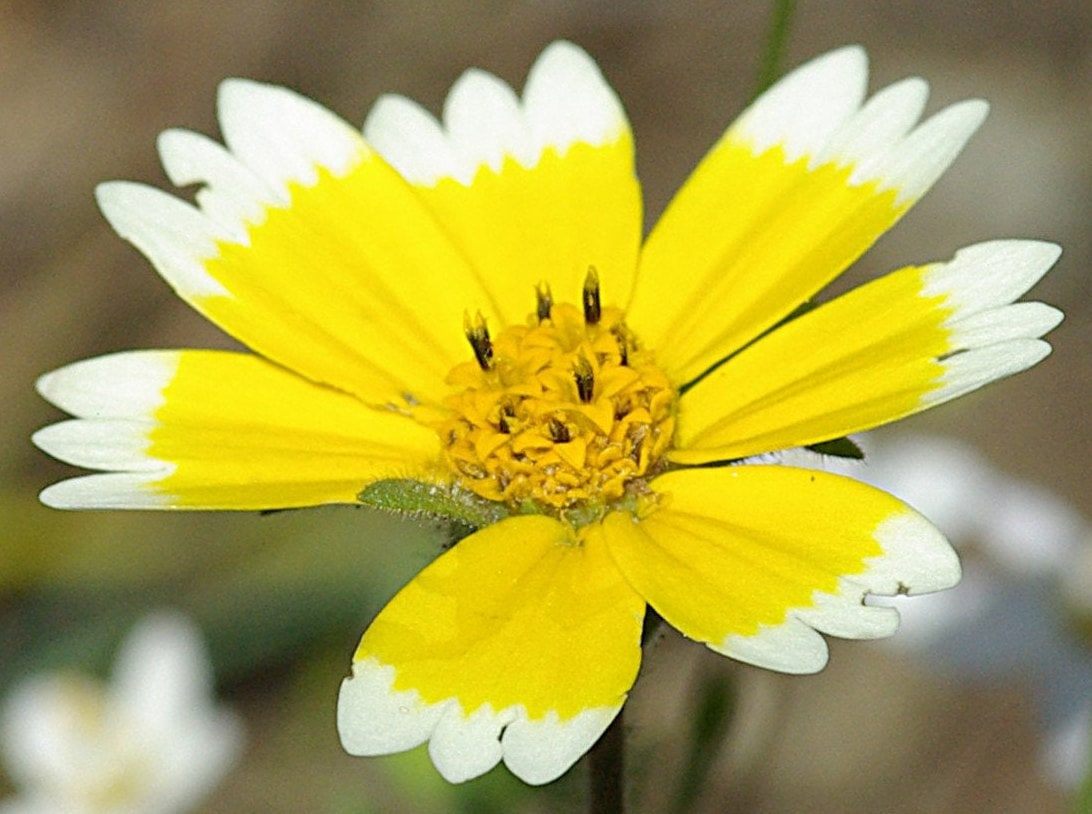 Tidy Tips, Layia Platyglossa, Coastal Tidytips Flower 100+ Seeds - Etsy