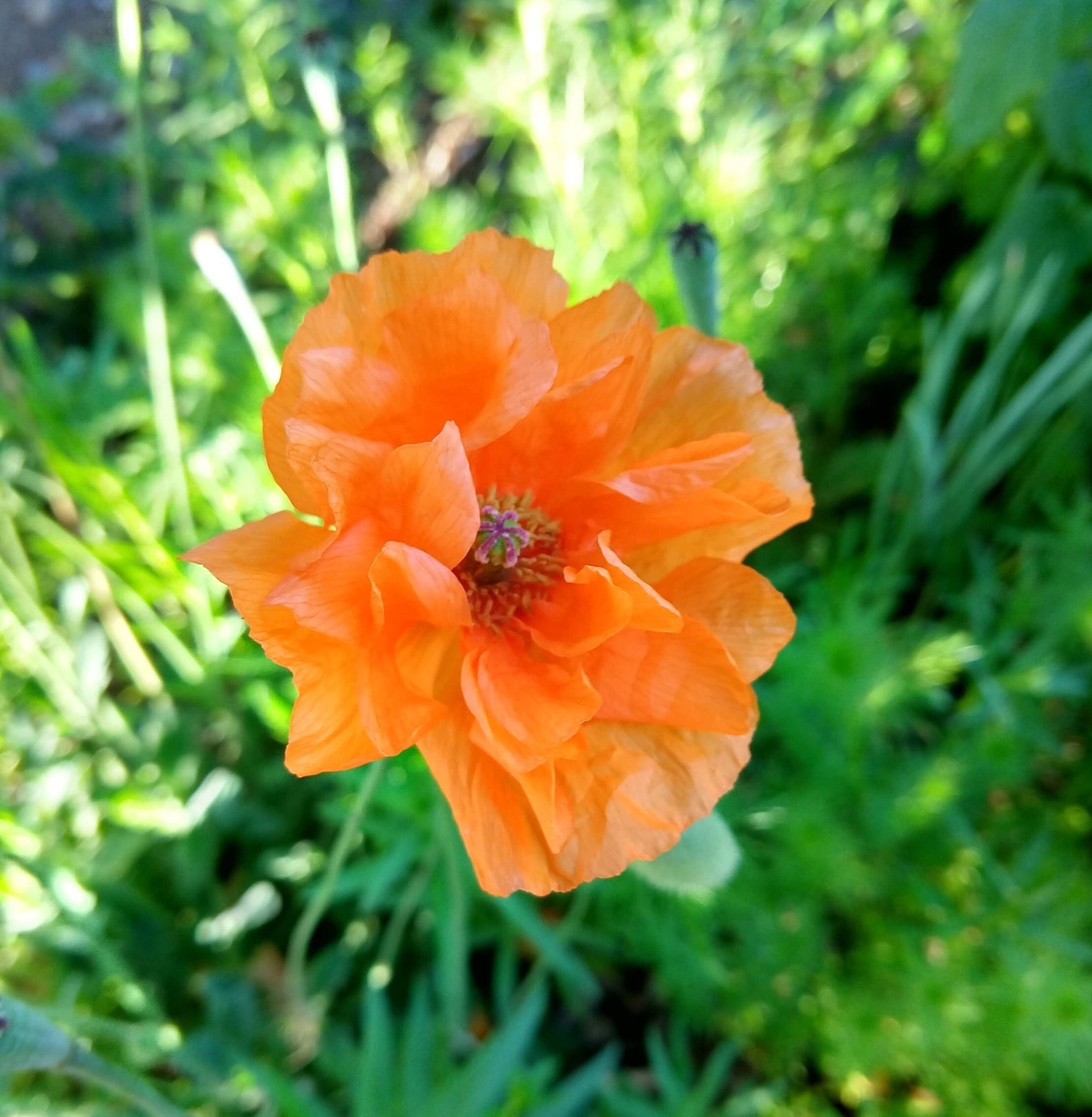 Spanish Poppy, Moroccan, Papaver Rupifragum 100+ Flower Seeds - Etsy