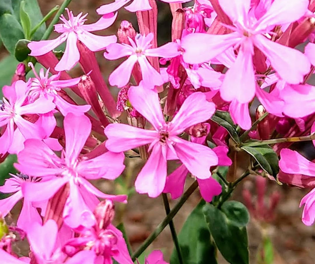 Catchfly Flowers (none-so-pretty, Sweet William Catchfly, Silene ...