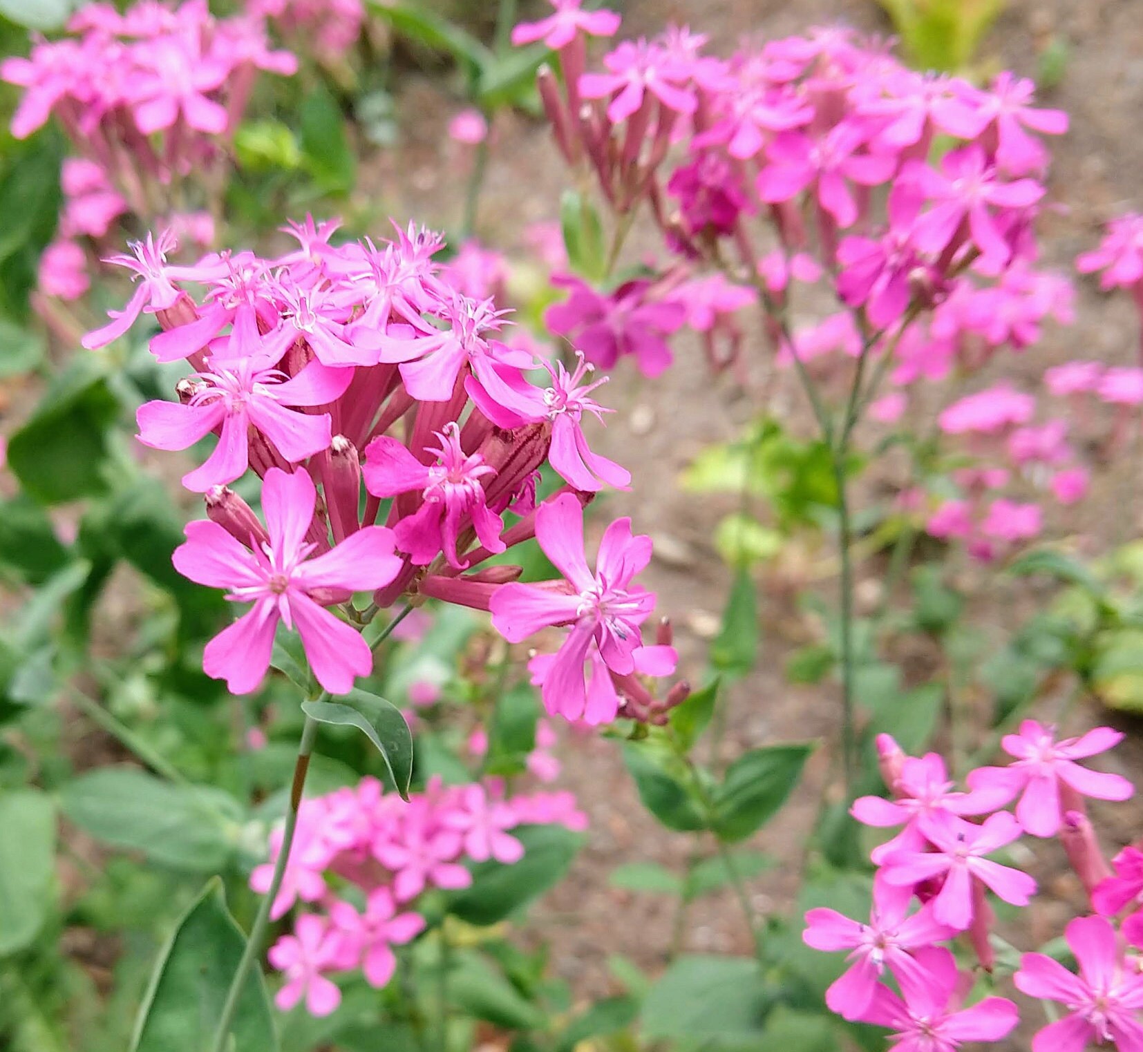 Catchfly Flowers (none-so-pretty, Sweet William Catchfly, Silene ...