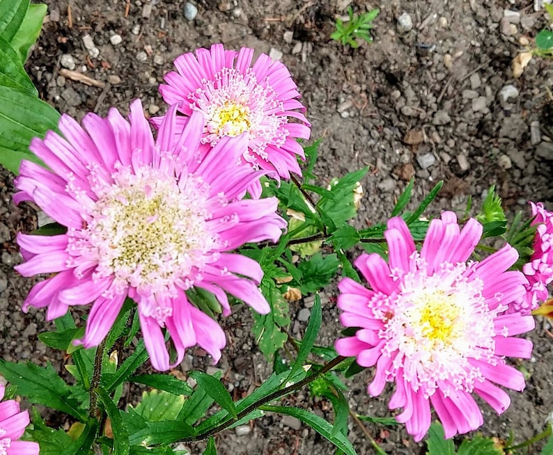 Powder Puff Mix China/chinese Aster, Callistephus Chinesis, Flower ...