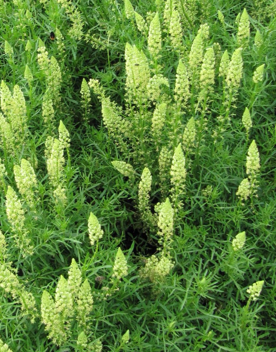 Sweet Mignonette, Reseda Odorata, Sweet Reseda, Egyptian Mignonette 100 ...