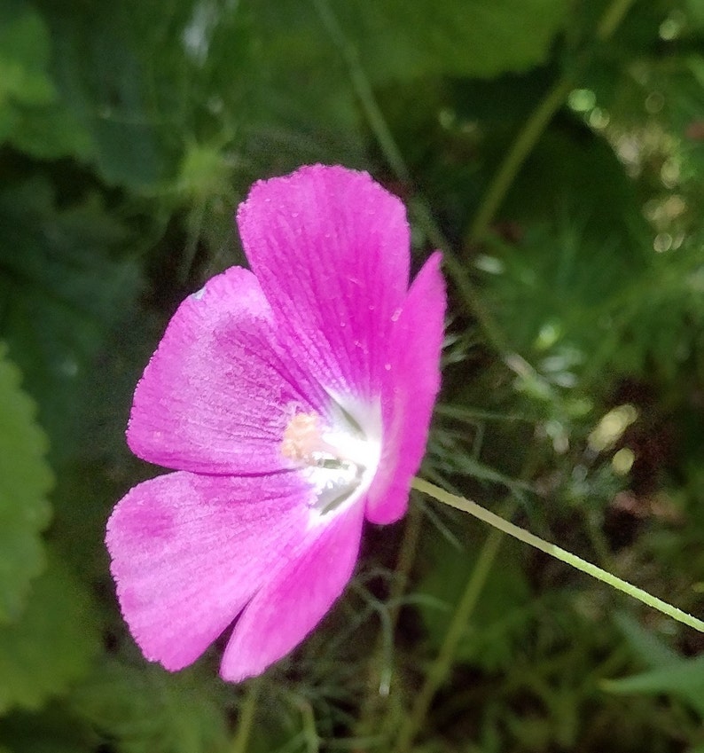 100+ Wine Cup Flowers, Poppy Mallow. Callirhoe Leiocarpa, Flower Seeds ...