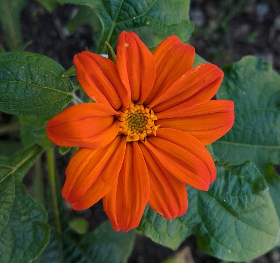 Mexican Sunflower AKA Tithonia Rotundifolia (red-orange) 100+ Seeds - Etsy