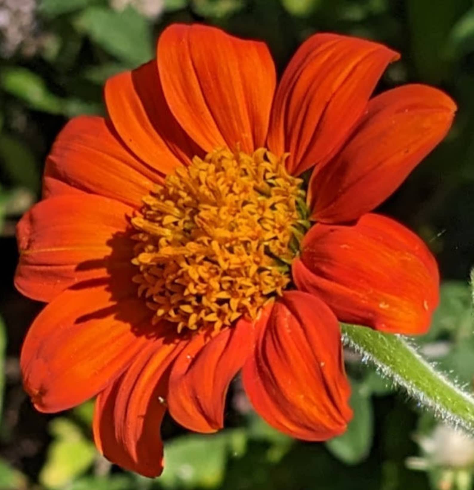 Mexican Sunflower AKA Tithonia Rotundifolia (red-orange) 100+ Seeds - Etsy