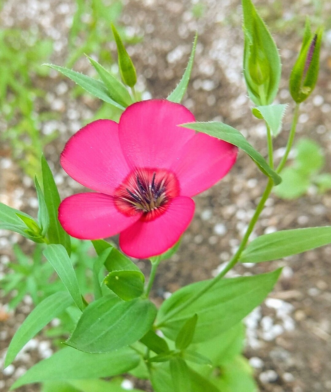 Scarlet Flax, Crimson Flax, Red Flax, Linum Grandiflorum Rubrum Flower ...