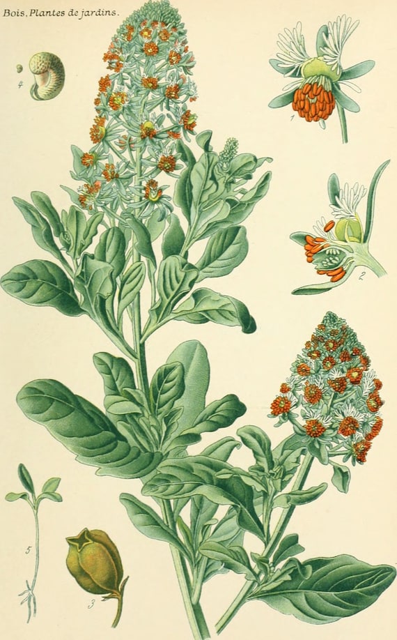 Sweet Seeds PlantFiles Pictures: Reseda Species, Garden Mignonette ...