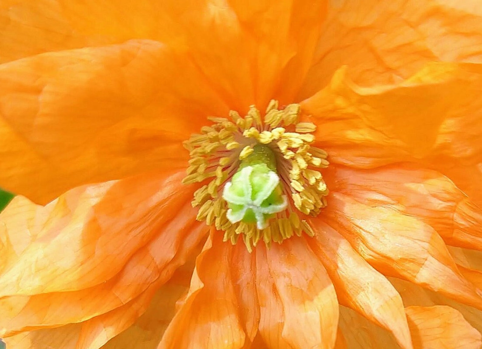 Spanish Poppy, Moroccan, Papaver Rupifragum 100+ Flower Seeds - Etsy