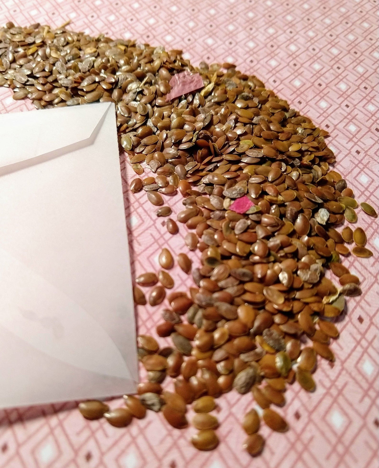 Scarlet Flax, Crimson Flax, Red Flax, Linum Grandiflorum Rubrum Flower ...