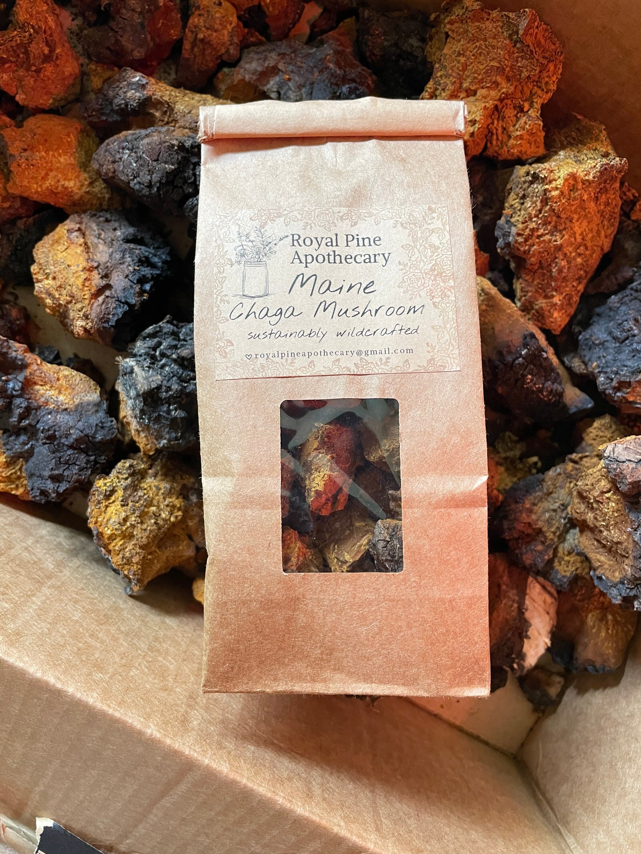 Maine Chaga Mushroom - Etsy