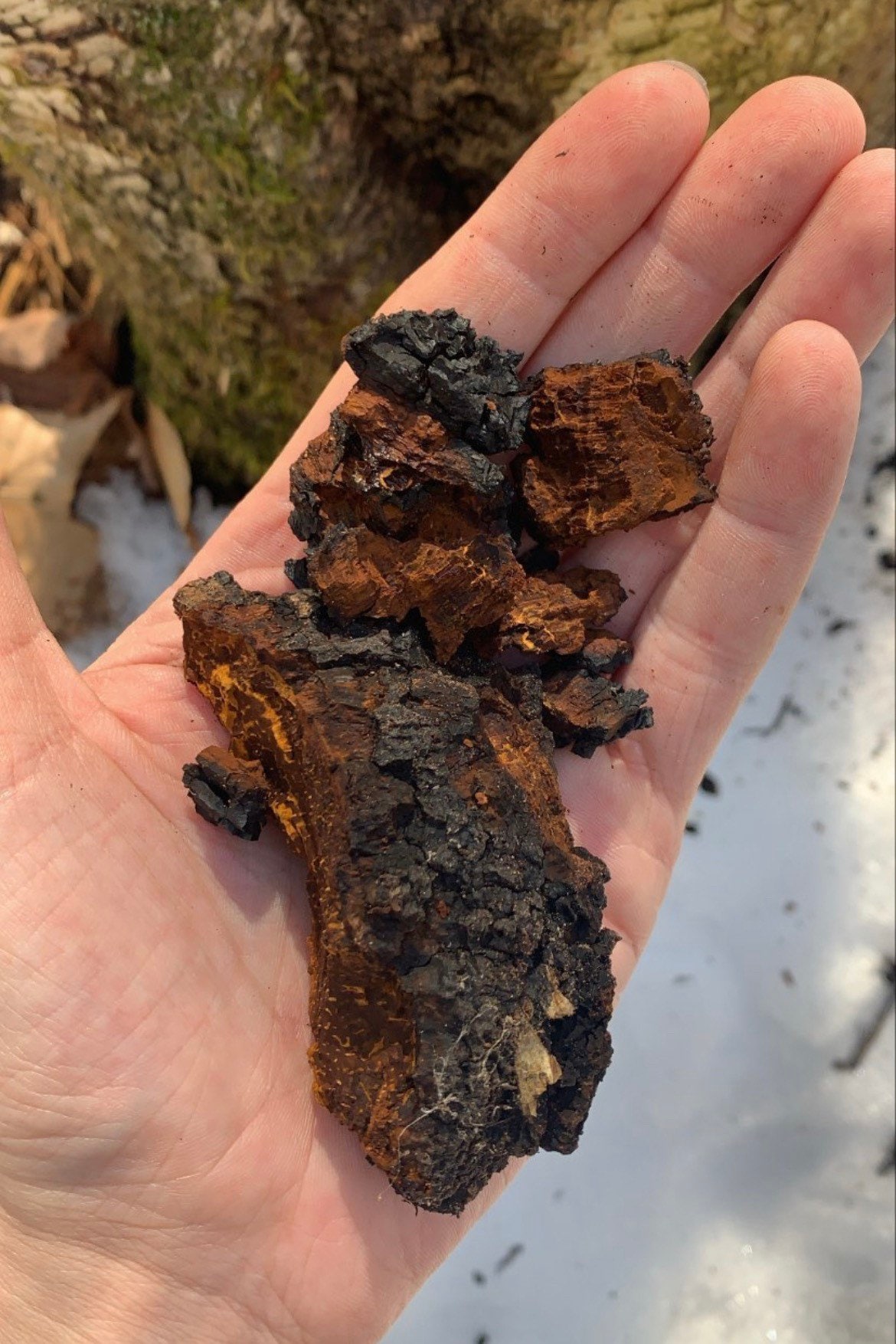 Maine Chaga Mushroom | Etsy