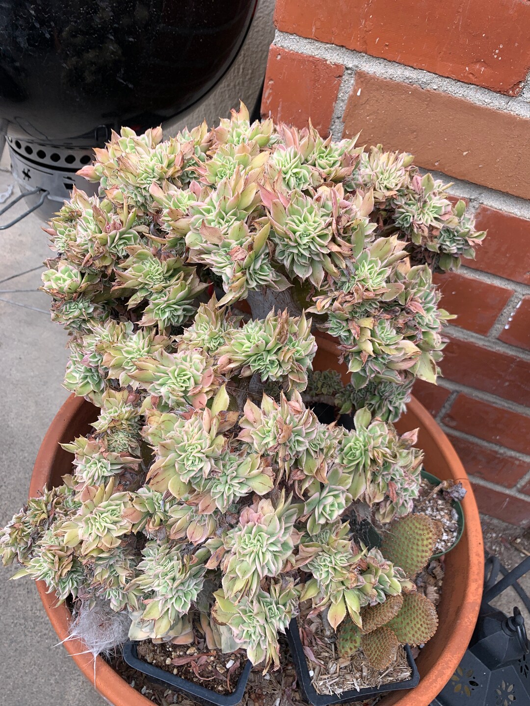 Crested Sunburst Aeonium Succulent 2" - Etsy
