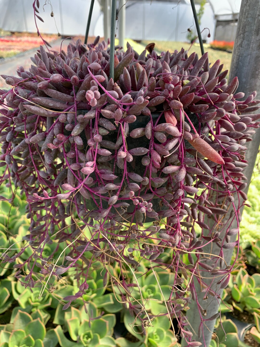 String of Ruby Necklace Succulent - Etsy