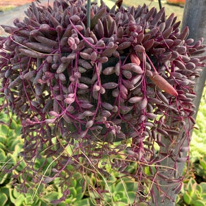 String of Ruby Necklace Succulent - Etsy