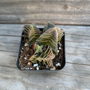 Crassula Tabularis "pagoda Village" Succulent 2" - Etsy
