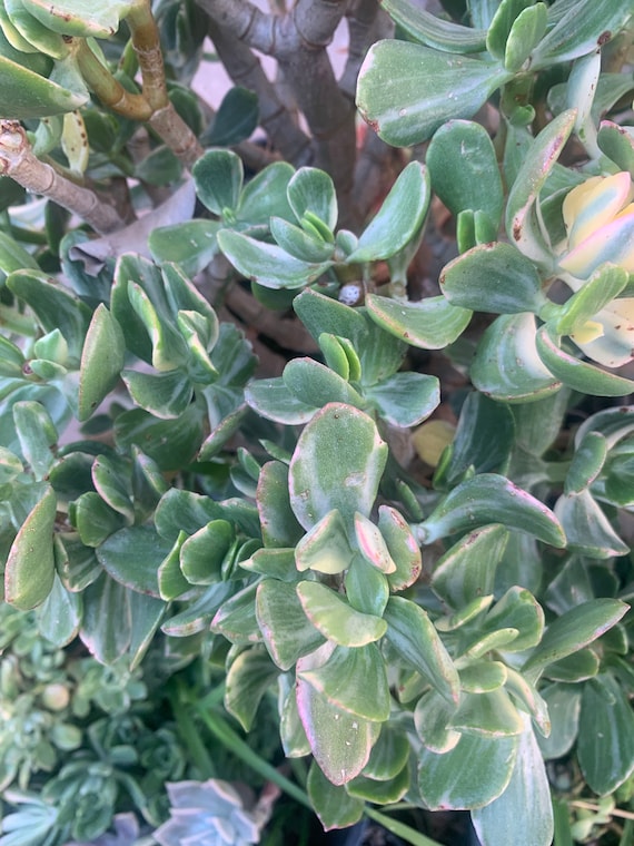 Variegated Jade Plant Cuttings | Etsy