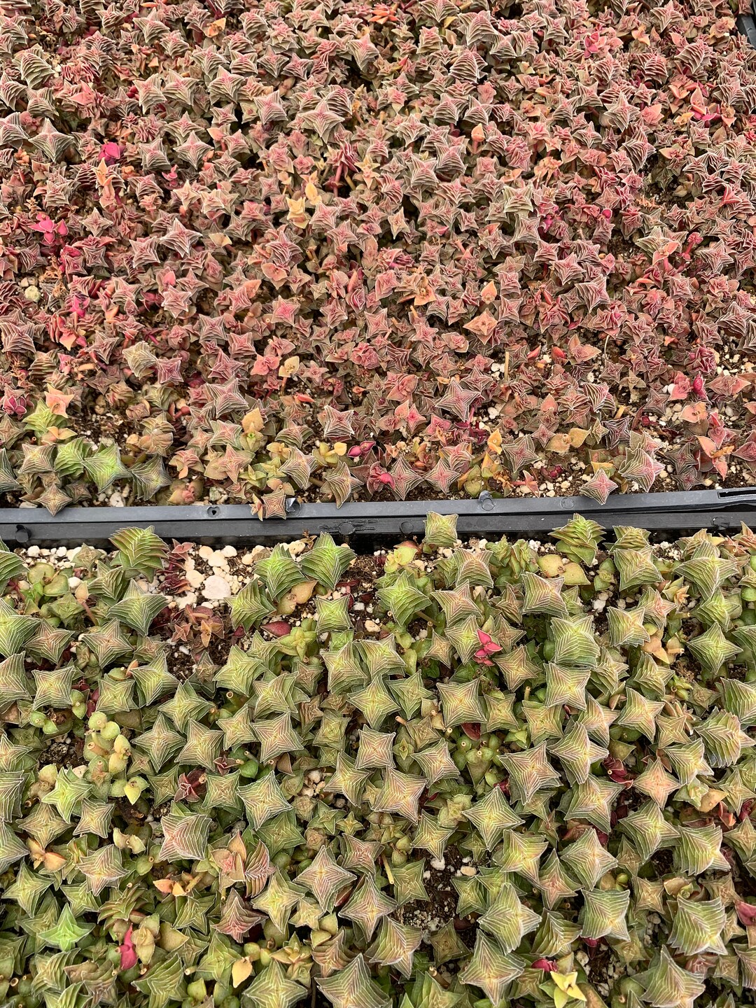 Crassula Tabularis "pagoda Village" Succulent 2" - Etsy