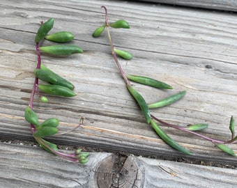 String of Ruby - Etsy
