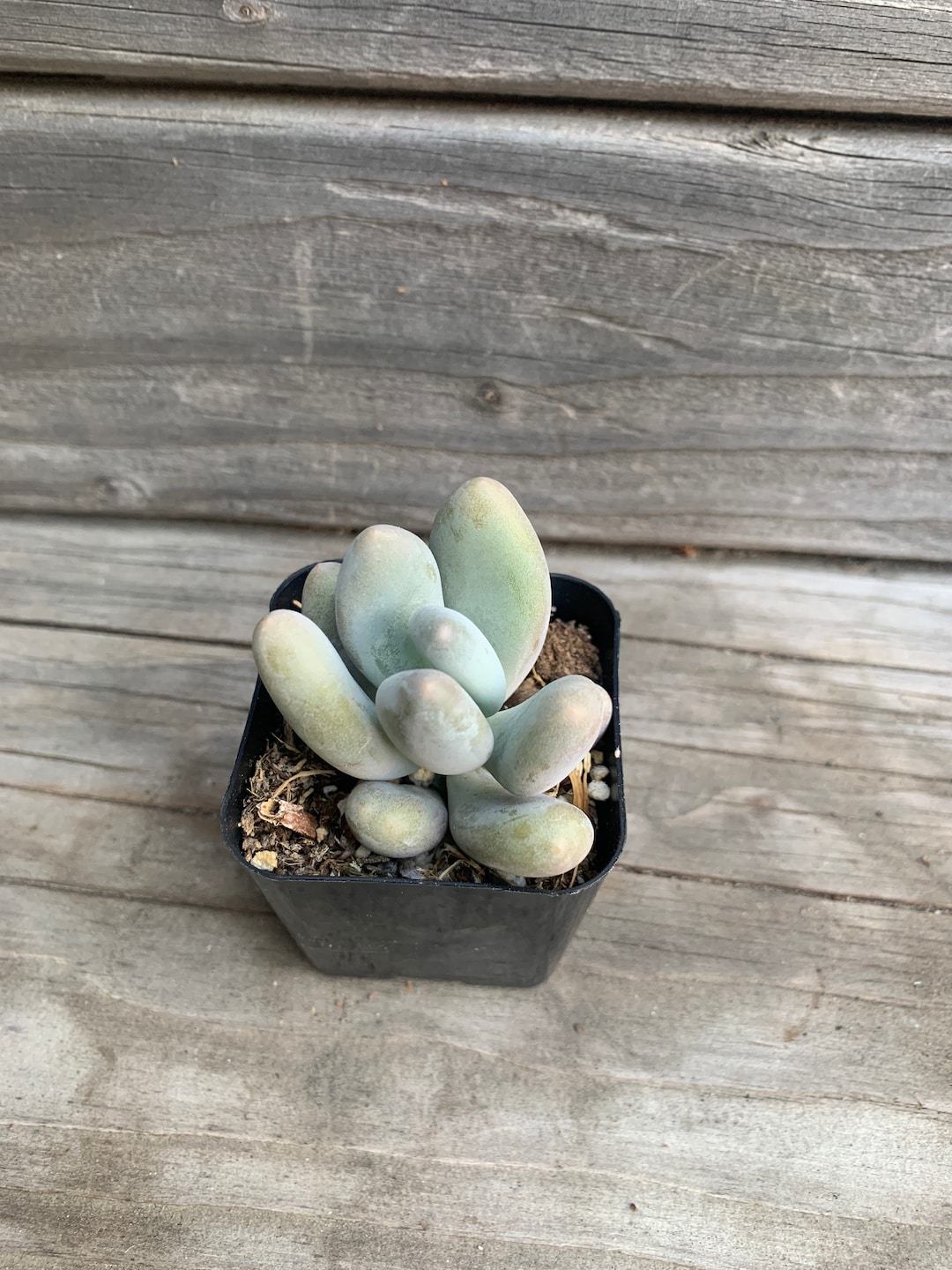 Blue Moonstone Succulent 2" Pachyphytum Oviferum - Live - Etsy