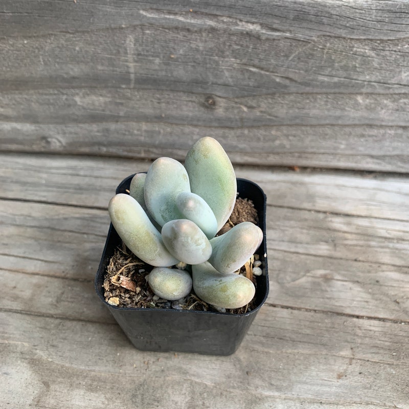 Moonstone Succulent - Etsy