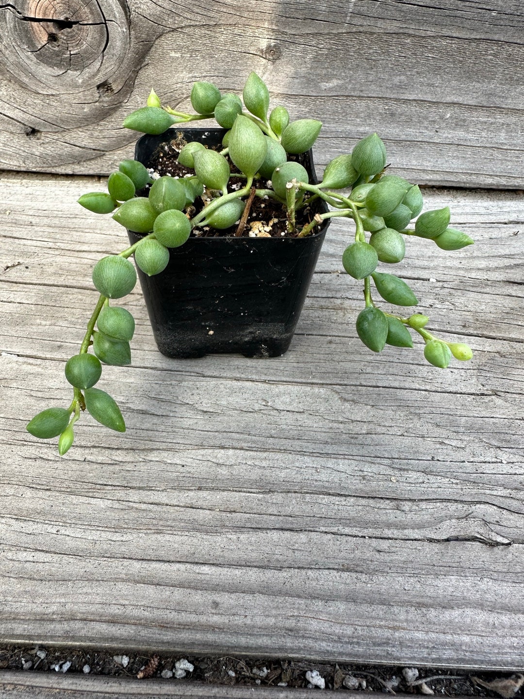 String of Tears Succulent 2" - Etsy