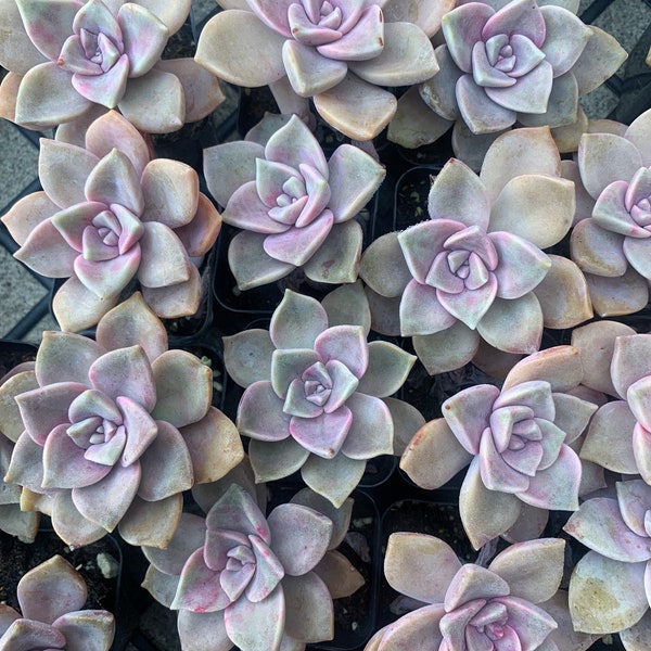 Succulent Purple - Etsy