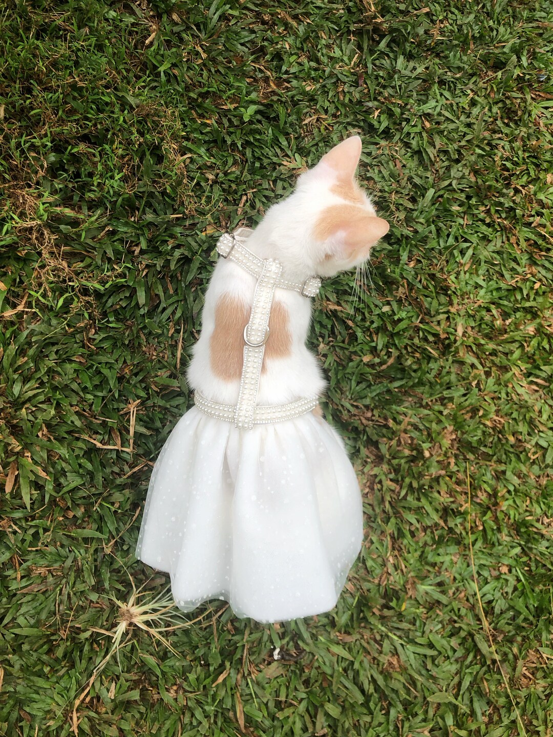 Bling Pearl Wedding Harness Leash Collar Gift Sparkly Set | Pearl ...