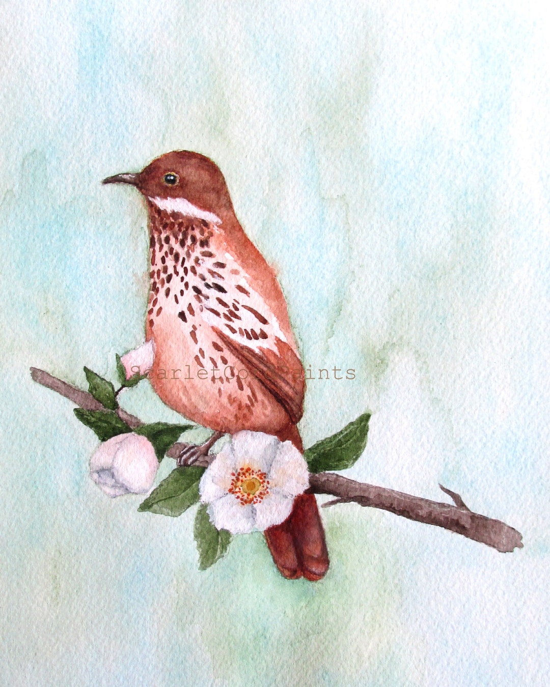 Watercolor Georgia State Bird and State Flower Print, Brown Thrasher ...