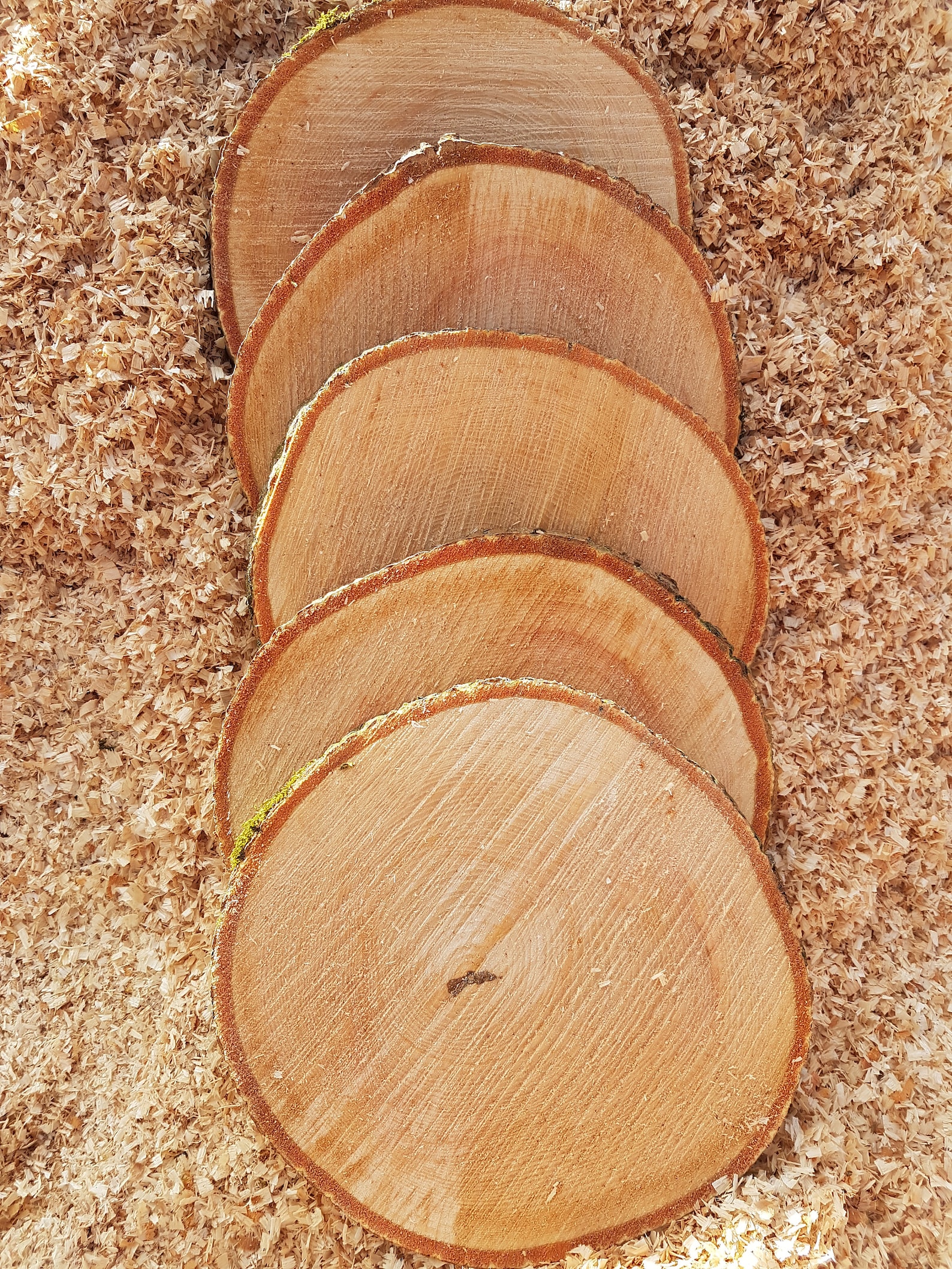 5 or 10pcs Wood Slice Log Slices Wedding Table Centrepiec - Etsy UK