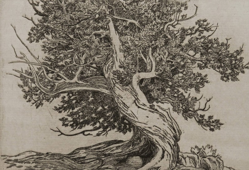 Dancer, -- Etching of Tree, Roots and Rocks - Etsy