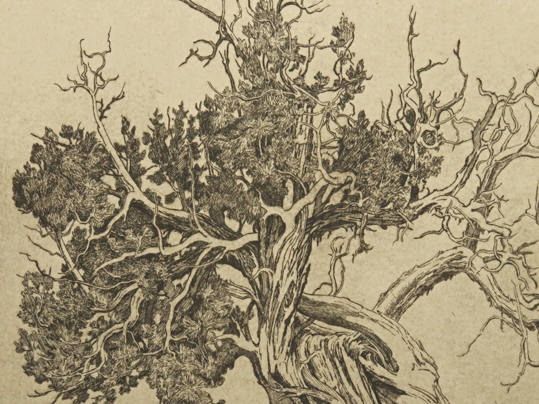 Juniper, Etching, Tree, Black and White,signed and Numbered, Limited ...