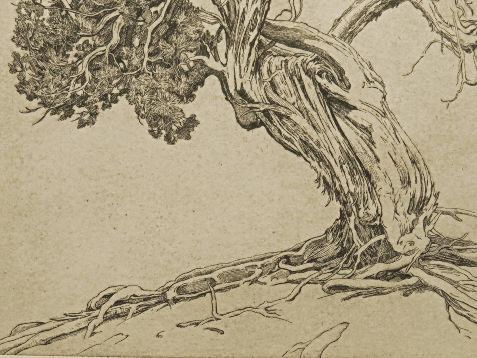 Juniper, Etching, Tree, Black and White,signed and Numbered, Limited ...