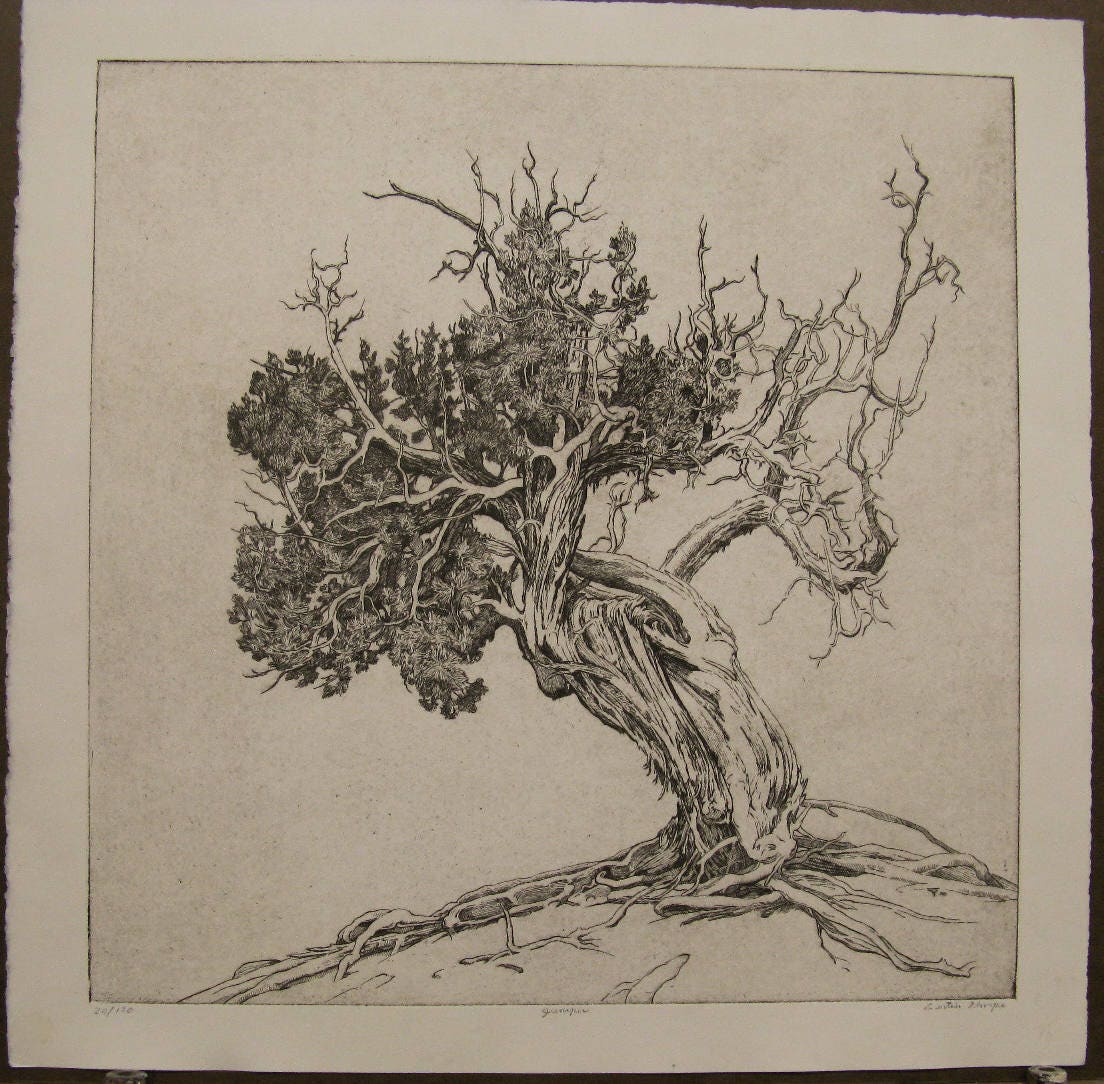 Juniper, Etching, Tree, Black and White,signed and Numbered, Limited ...