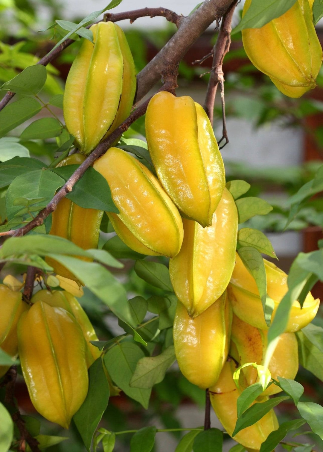 Free Shipping - Grafted Golden Sour Star Fruit (averrhoa Carambola ...