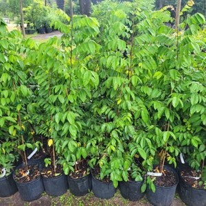 Free Shipping - Grafted Golden Sour Star Fruit (averrhoa Carambola ...