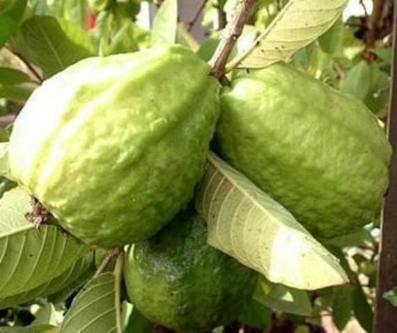 Vietnamese Giant Guava Tree Guava (Cây ổi) GreenLife By Shamus