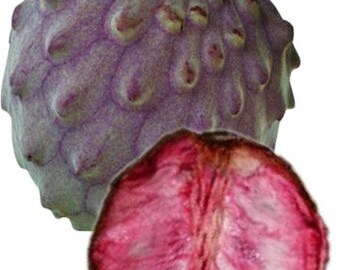 Red Ilama Fruit Tree Grafted Tree Ship in Pot - Etsy